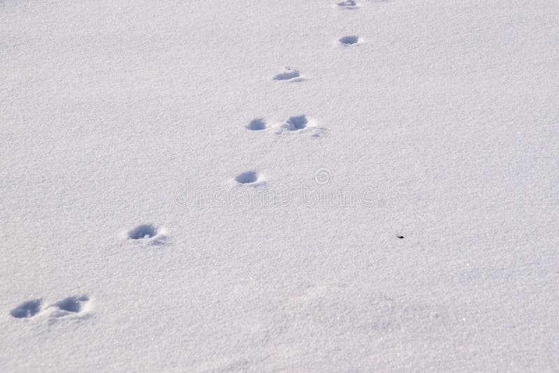 Little Footsteps in the Snow Stock Photo - Image of freezing, floor ...