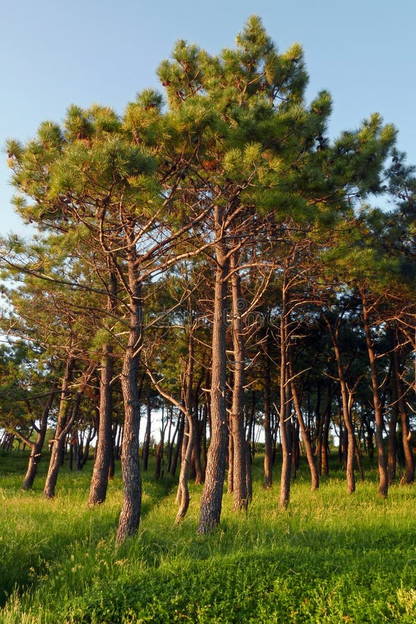 Little forest stock image. Image of summer, yellow, forest - 27429329