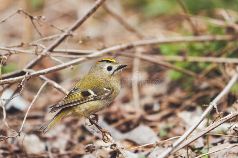 Little Forest Bird Sits on a Stalk Stock Photo - Image of phylloscopus ...