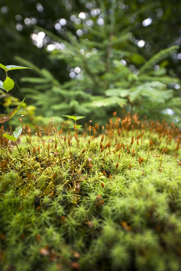 Little forest growing tall stock photo. Image of plant - 97138806