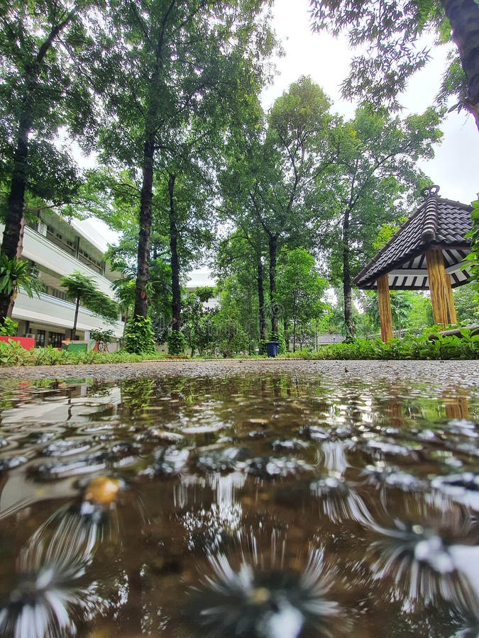 Little forest in hospital stock image. Image of woodland - 203431881