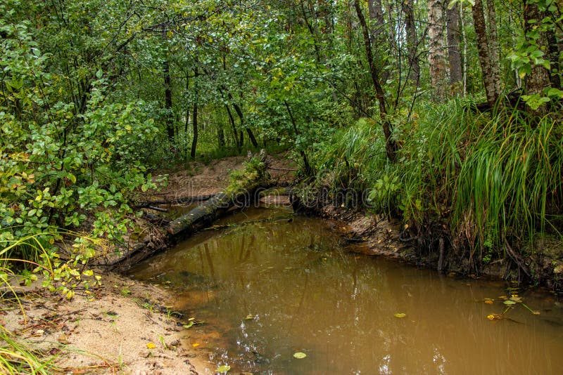 Little Forest River, with Rapid Flow, from Small Cold Sources, Flows in ...