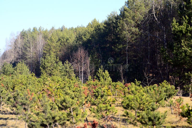 A Little Forest in Vilnius City on Spring Stock Image - Image of forest ...