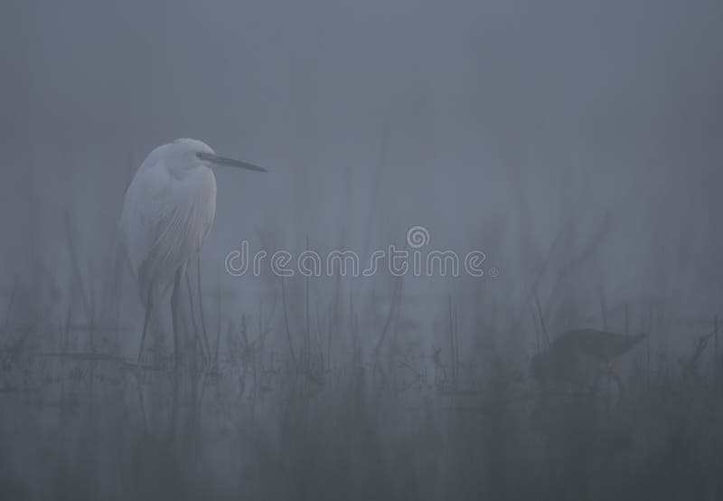 Little Forktail Enicurus Scouleri in Morning Stock Image - Image of ...