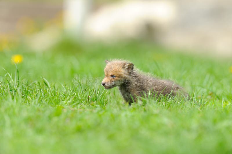 Little fox stock photo. Image of mammal, wild, standing - 14256408