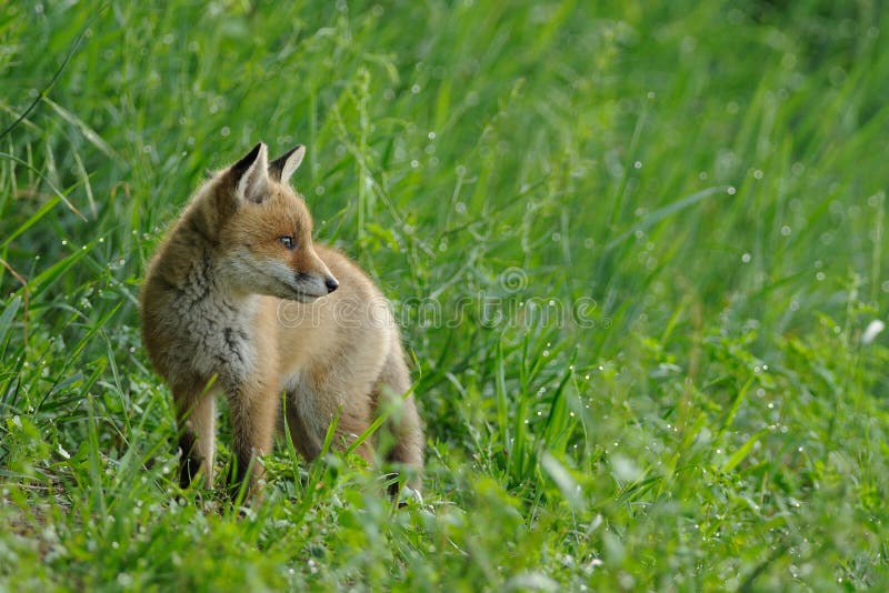 Inqusitive Red Fox, Vulpes Vulpes, Early Morning in a Parched Field ...