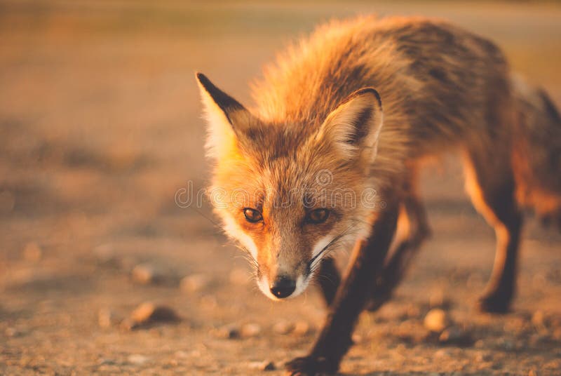 Little fox stock image. Image of face, head, closeup - 79037433
