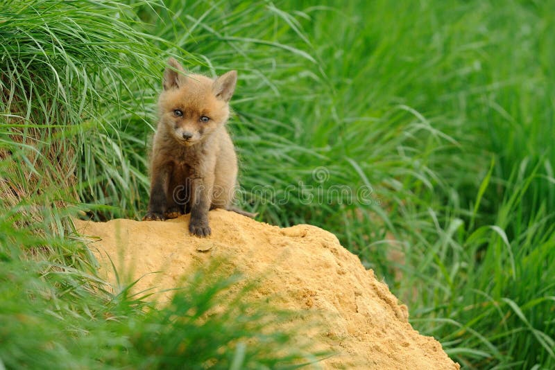 Little Fox stock image. Image of wild, grasslands, nature - 34960847