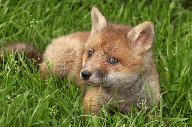 Little Fox Cub Lying on Grass Stock Photo - Image of cute, beige: 224213298