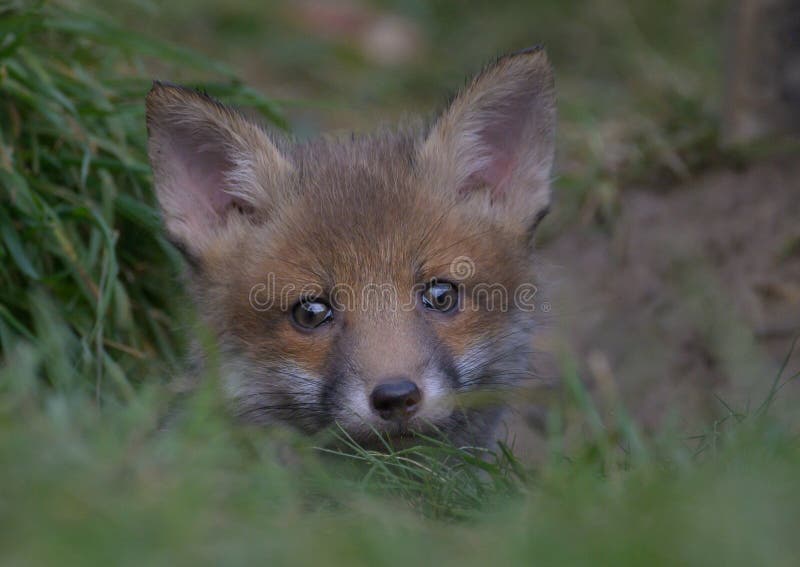 A Little Fox Cub Peeping Out of Its Den Stock Image - Image of peeping ...