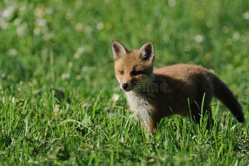 Little Fox on the Grassland Stock Image - Image of little, animal: 19797729