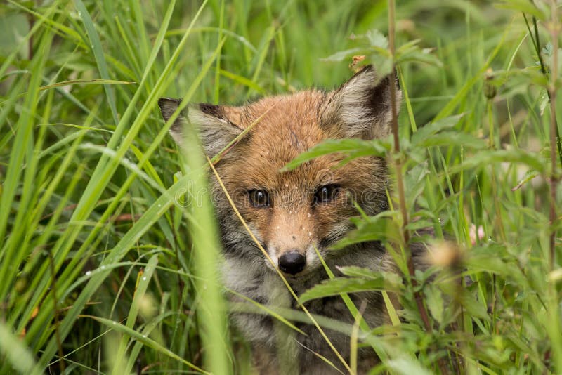 Little fox stock image. Image of alert, green, natural - 37153233