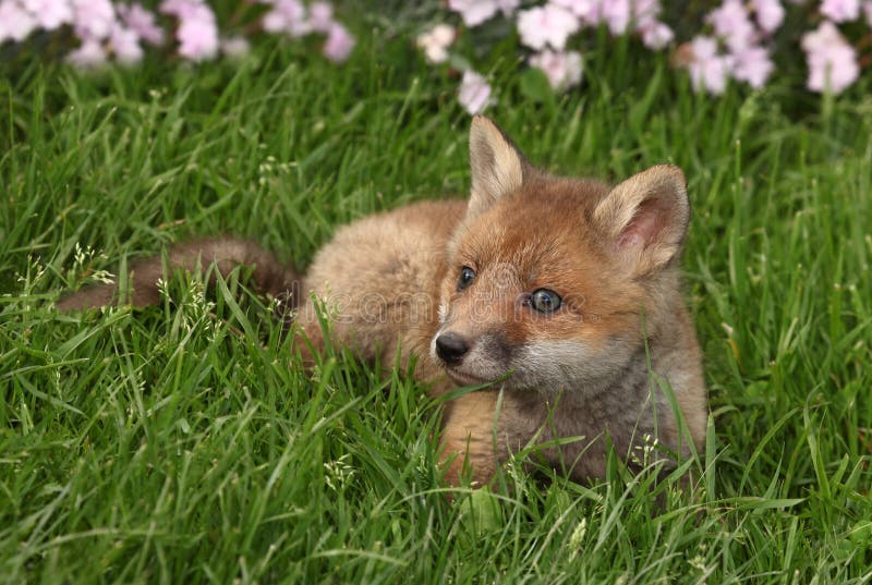 Little Fox Kit is Playing Outdoor Stock Photo - Image of spring, meadow ...