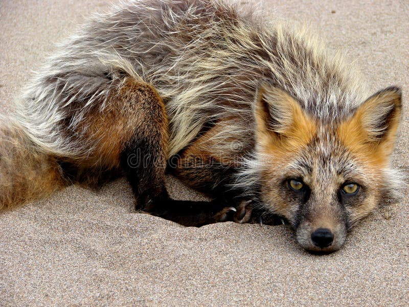 Little fox stock photo. Image of kuril, ostrov, animal - 32262440