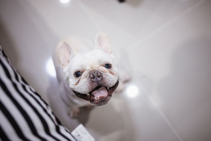 Little Frenchie Smile and Look at Camera Stock Photo - Image of ...