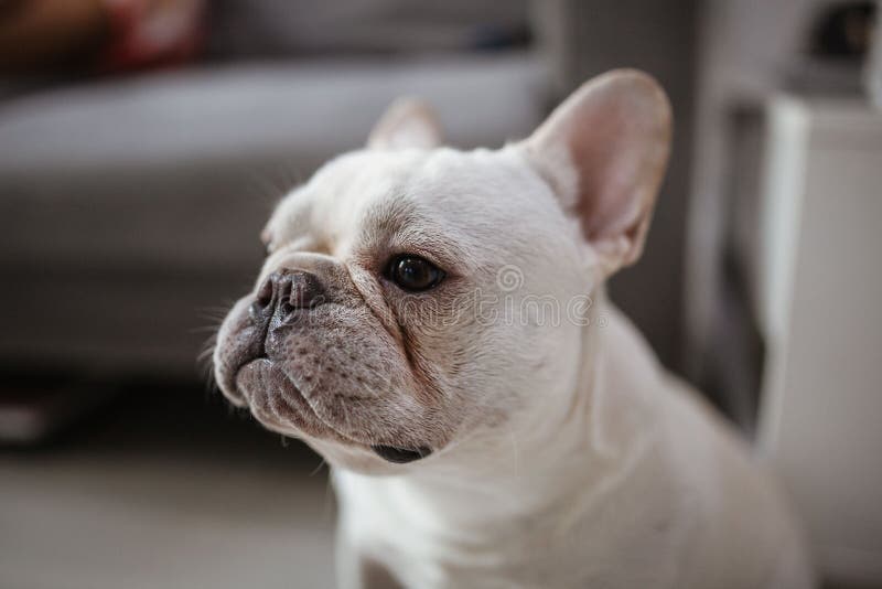 Little Frenchie Smile and Look at Camera Stock Photo - Image of ...