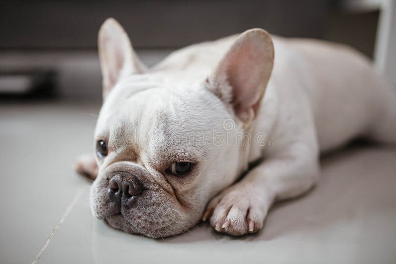 Little Frenchie Smile and Look at Camera Stock Photo - Image of little ...