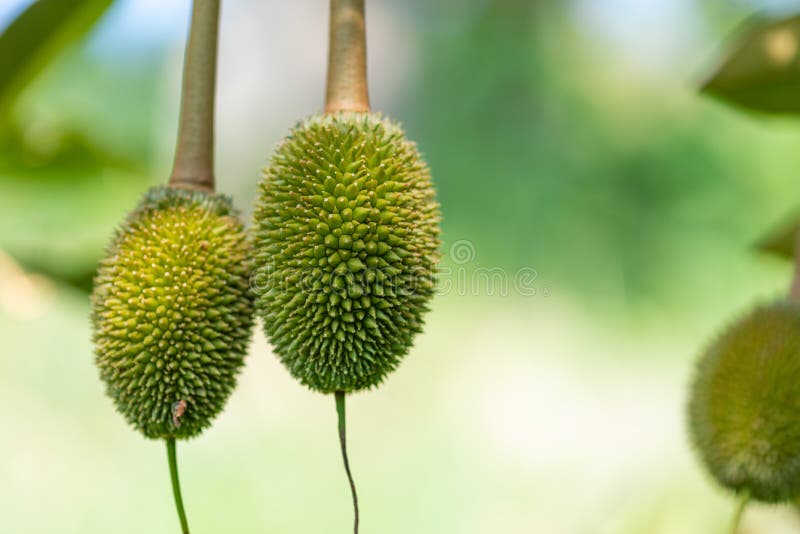Little Fresh Durian on Durian Tree Stock Photo - Image of smelly, green ...