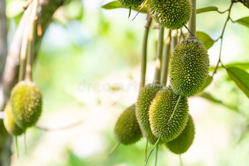 Little Fresh Durian on Durian Tree Stock Photo - Image of east, south ...