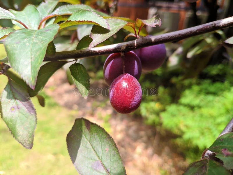 Little Fresh Red Plum Fruit on the Tree Under Sunlight Stock Photo ...