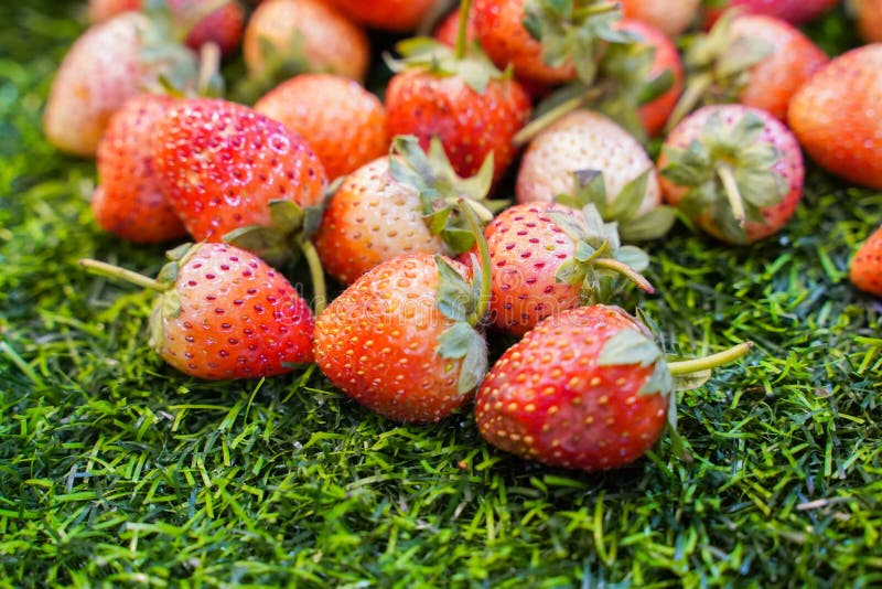 Little Fresh Strawberry in Fruit Market Stock Image - Image of green ...