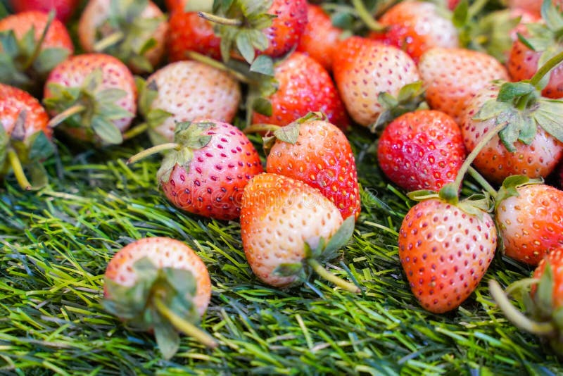 Little Fresh Strawberry in Fruit Market Stock Image - Image of fresh ...