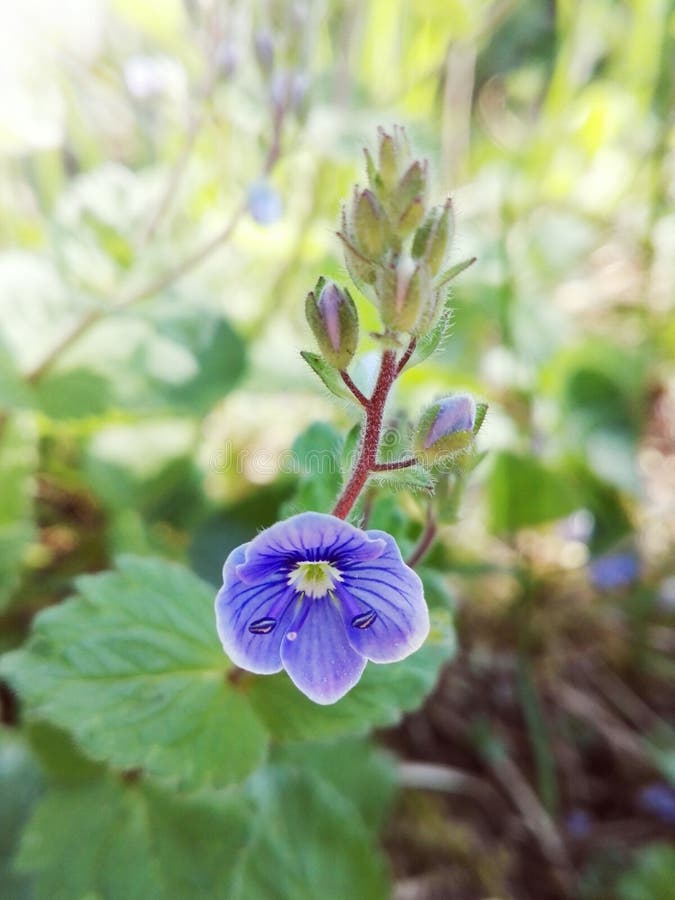 Little friend stock photo. Image of garden, flower, friend - 94361154