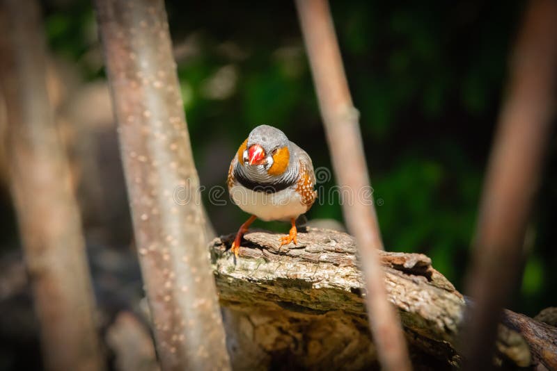 Beautiful Bird between Tree Branches Stock Image - Image of beautiful ...
