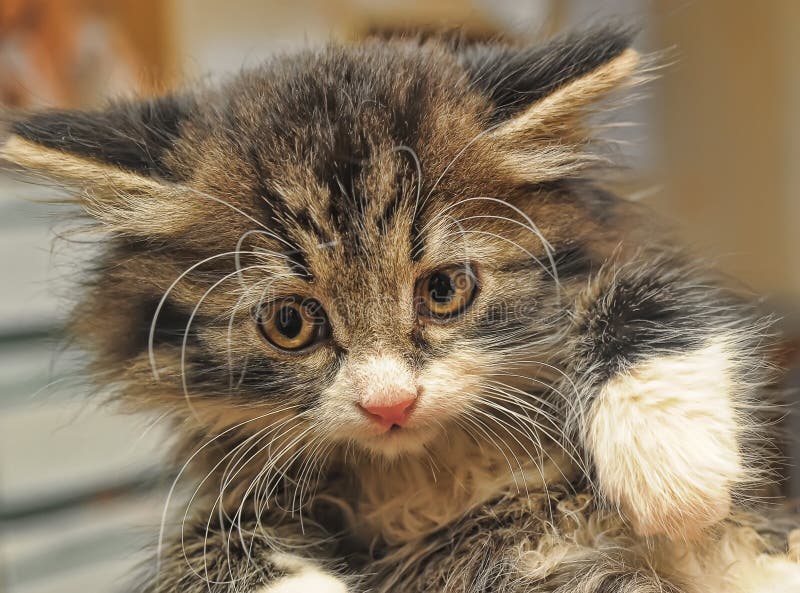 Little Frightened Siberian Kitten Stock Image - Image of family ...