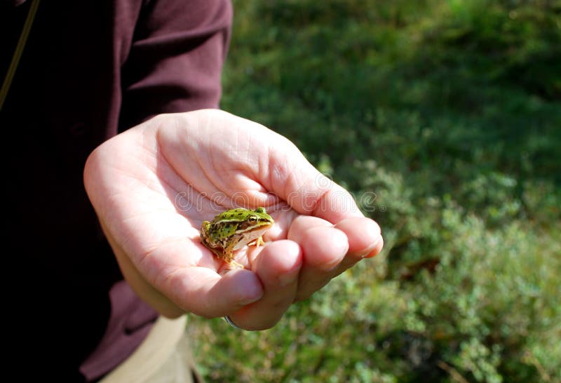 Little frog stock image. Image of animal, common, frog - 11012513