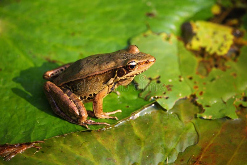 Little frog stock photo. Image of lotus, golden, wildlife - 14908506