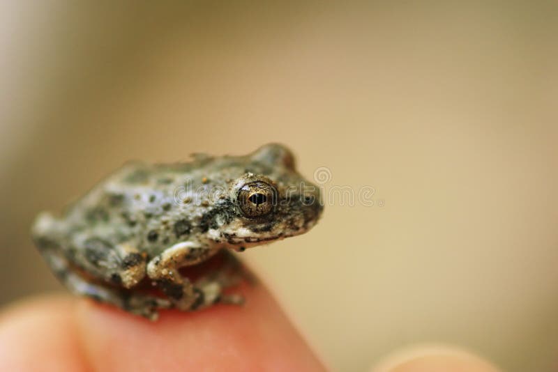 Little frog stock photo. Image of amphibious, froggie - 1773284