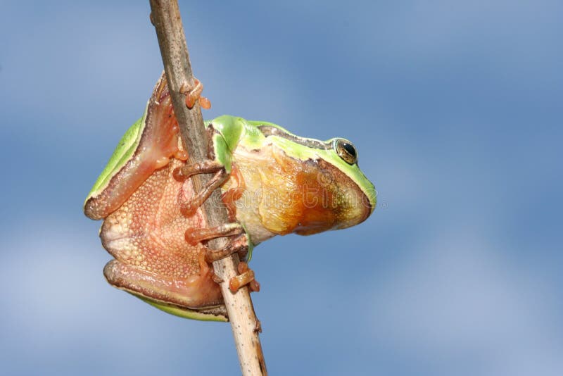 Little frog stock image. Image of prince, slick, arborea - 2230377