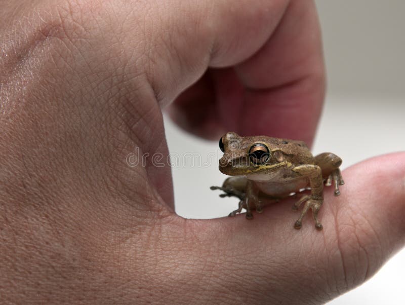 Little Frog stock photo. Image of amphibian, jump, tiny - 23346282