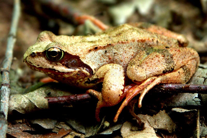 Little frog stock image. Image of coldblooded, frog, reptile - 258061