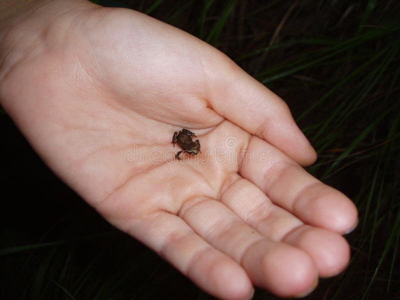 Little frog stock image. Image of children, finger, wood - 28093737