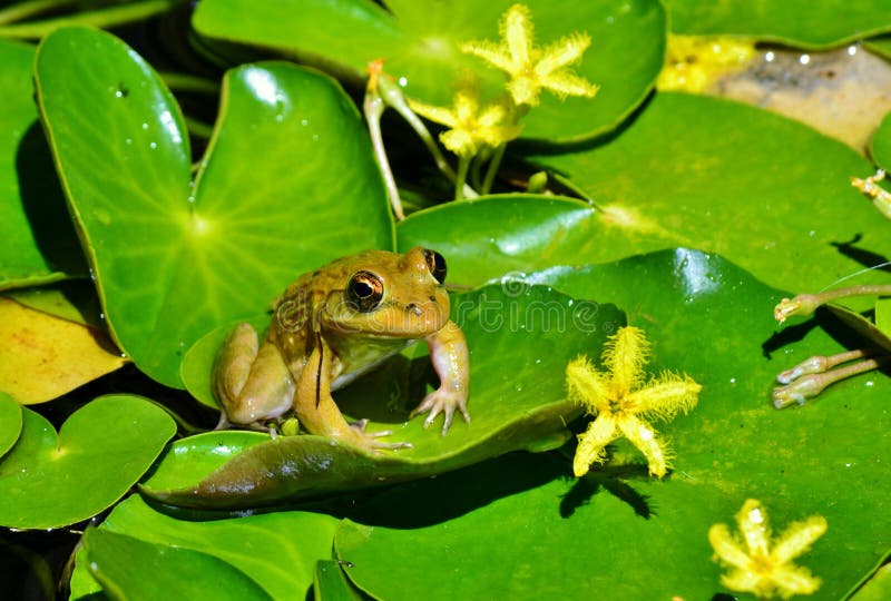 Little Frog stock image. Image of garden, cape, detail - 29241279