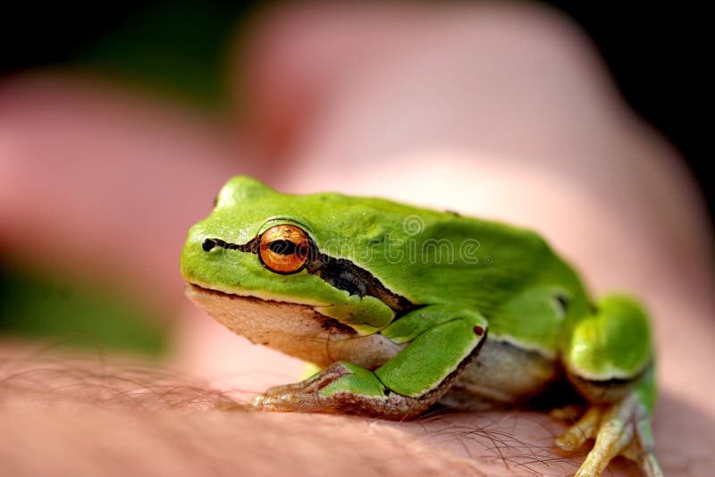 Little Frog stock photo. Image of amphibian, green, life - 867698
