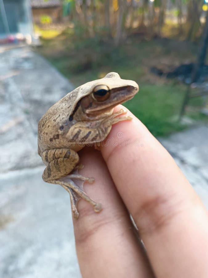 Little Frog, 8 August 2024, in My Garden, Central Java, Indonesia Stock ...