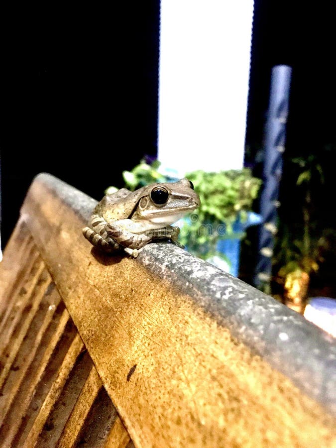 Little frog on the chair stock image. Image of frog - 222784399