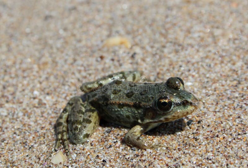 Little frog stock photo. Image of macro, summer, horizontal - 75233688