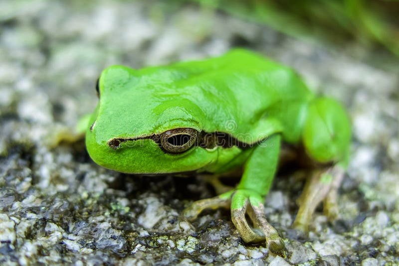 Little frog stock image. Image of ecology, frog, ground - 53201915