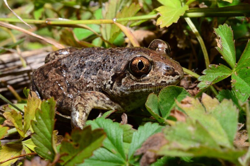 Frog in the grass stock photo. Image of grass, close - 140782818