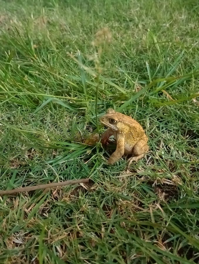The Little Frog on a Grass in the Middle of the Night Stock Photo ...