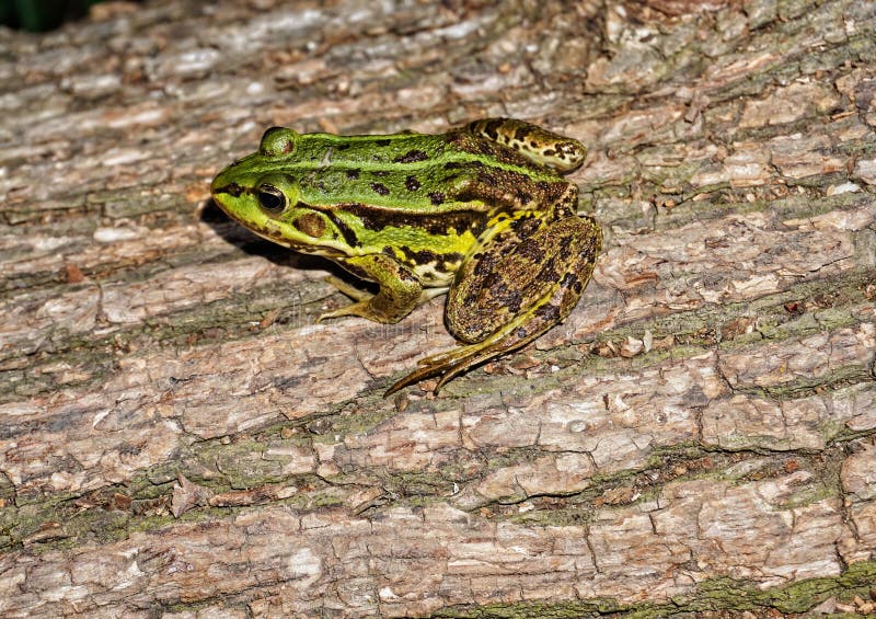 Little frog stock image. Image of wild, nature, camouflage - 100536671