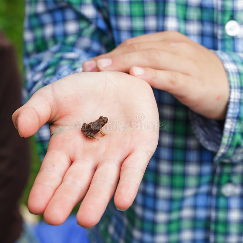 Little frog on hand stock photo. Image of black, natural - 79967452