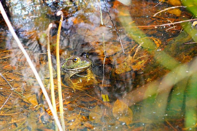 Little frog hide in water stock photo. Image of color - 254186142