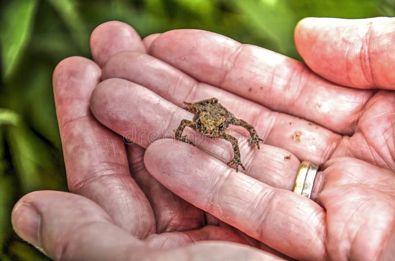 Little frog on human hands stock image. Image of anura - 129423067