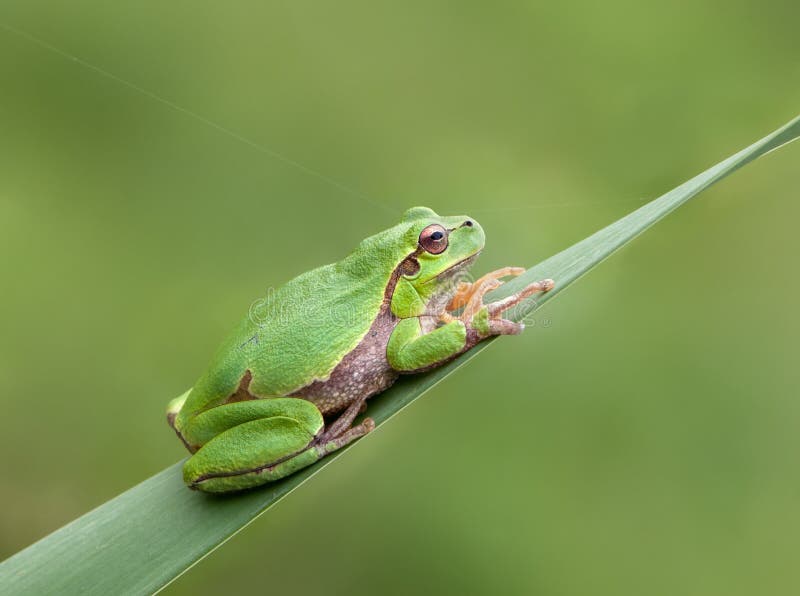 Little frog Hyla arborea stock photo. Image of glade - 142058560
