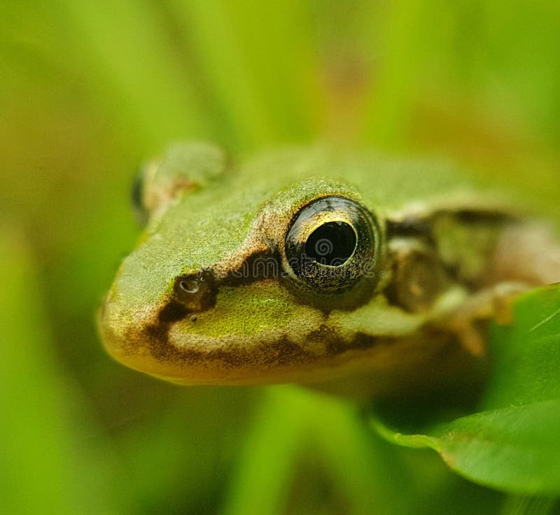A Little frog stock image. Image of macro, mobile, animals - 131339825